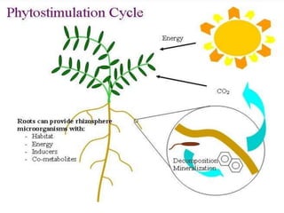 Phytostimulation