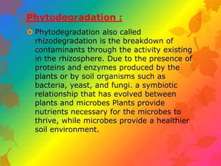 Bioremediation | PPTX