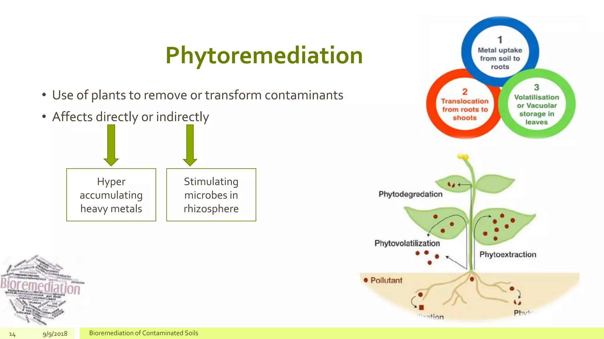 Bioremediation of contaminated soils | PPTX