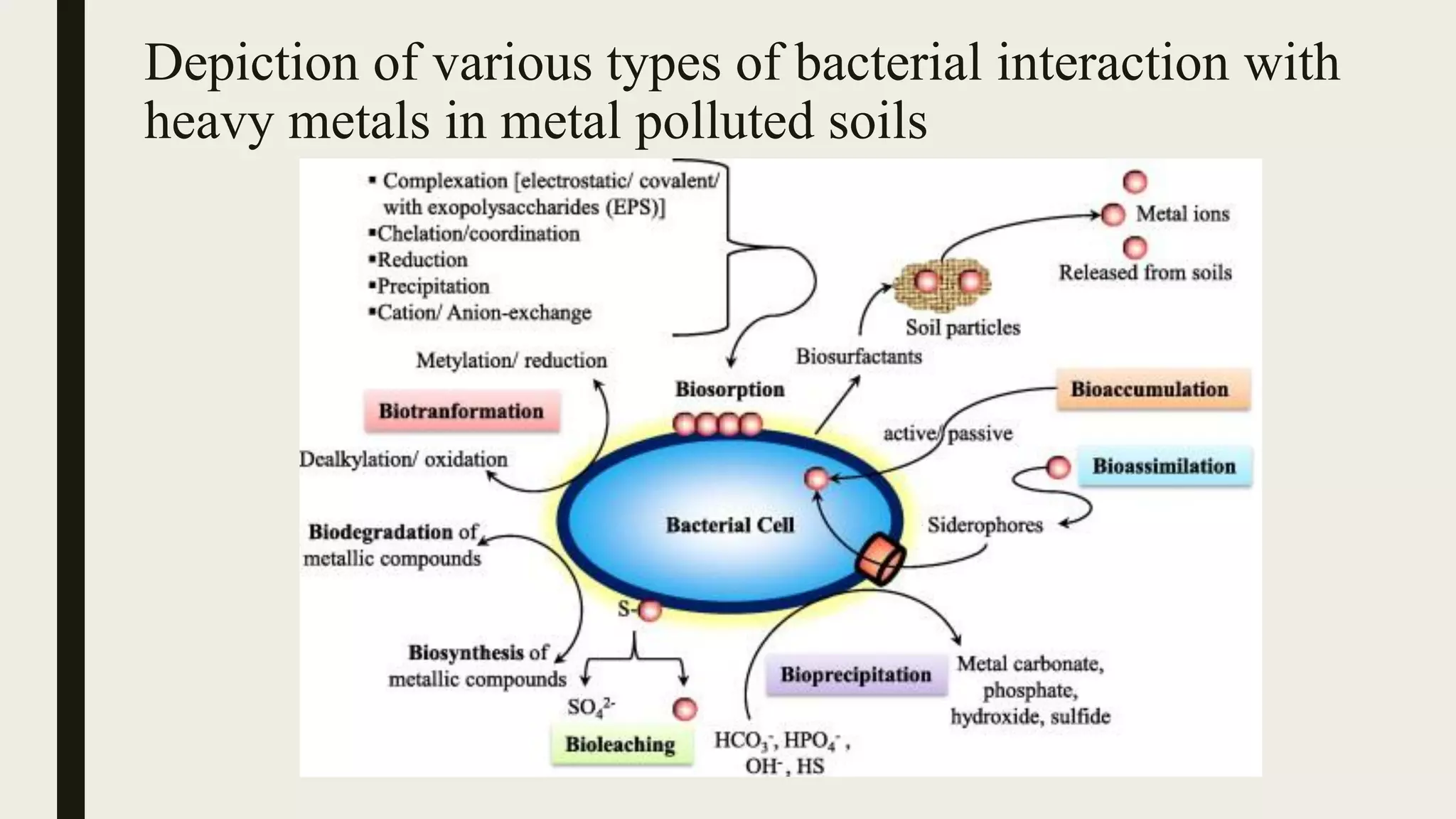 Bioremediation of Heavy Metals from Soil and Aquatic Environment: An Overview of Principles and ...