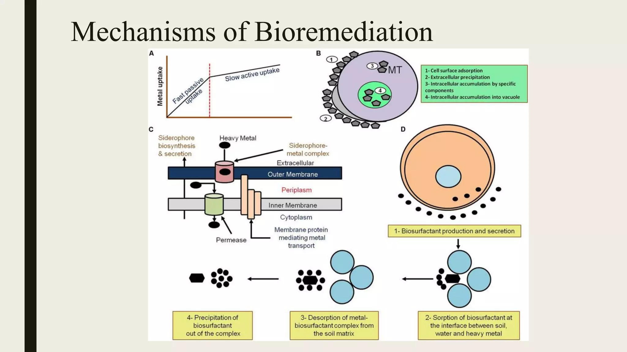 Bioremediation of Heavy Metals from Soil and Aquatic Environment: An Overview of Principles and ...