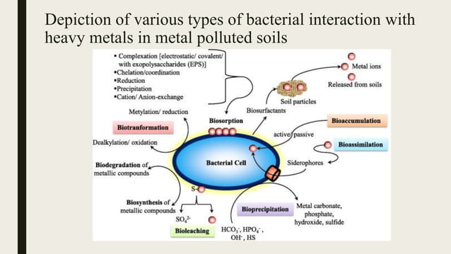 Bioremediation of Heavy Metals from Soil and Aquatic Environment: An Overview of Principles and ...