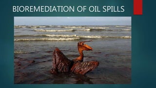 Bioremediation of oil spills | PPTX