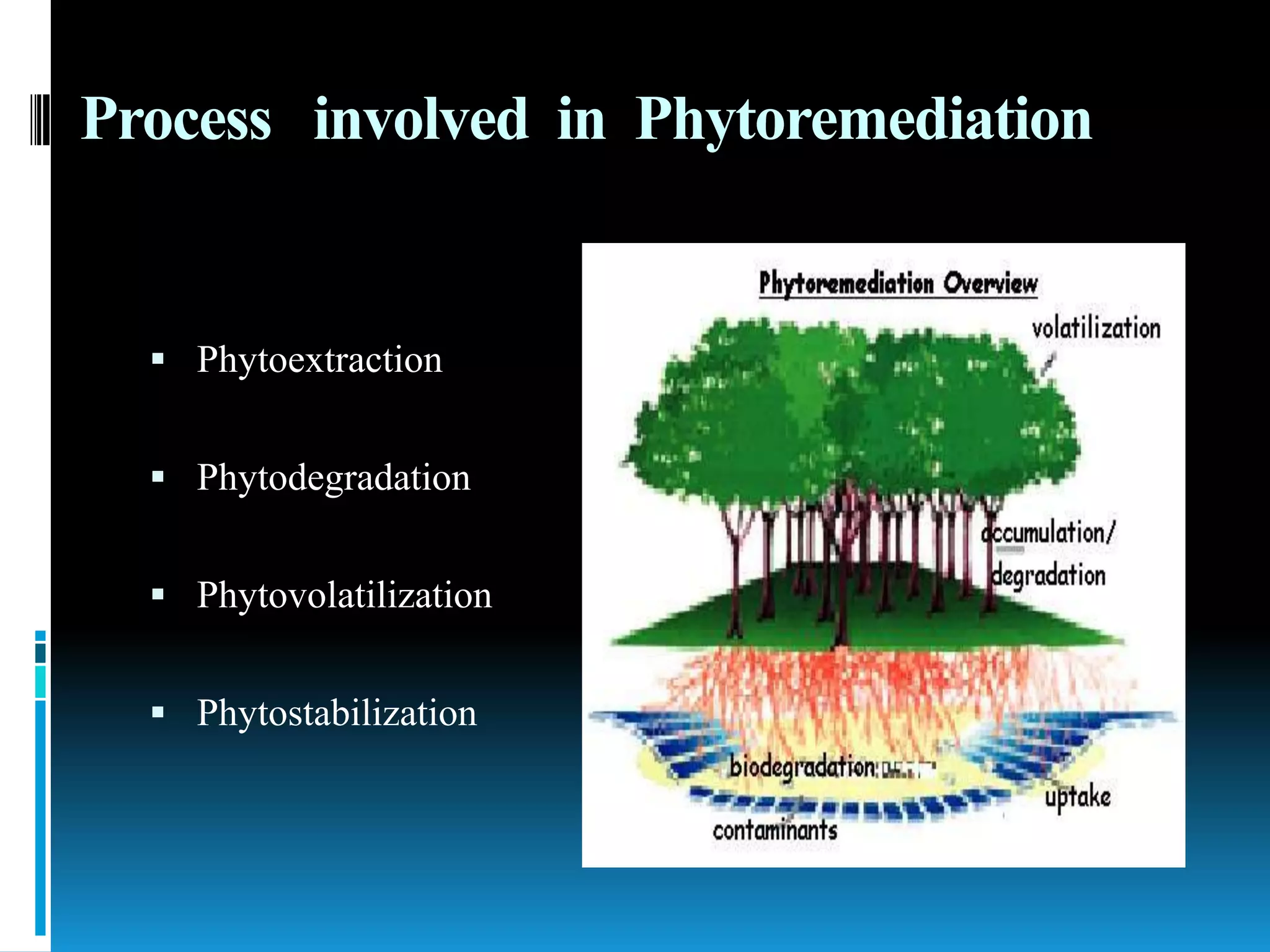 Bioremediation and Phytoremediation | PPTX