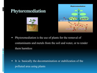 Bioremediation and Phytoremediation | PPTX