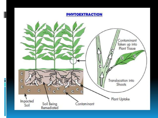 Bioremediation and Phytoremediation | PPTX