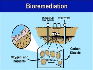 Bioremediation and Phytoremediation | PPTX