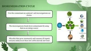 Microbes involved in aerobic and anaerobic process in nature | PPTX ...