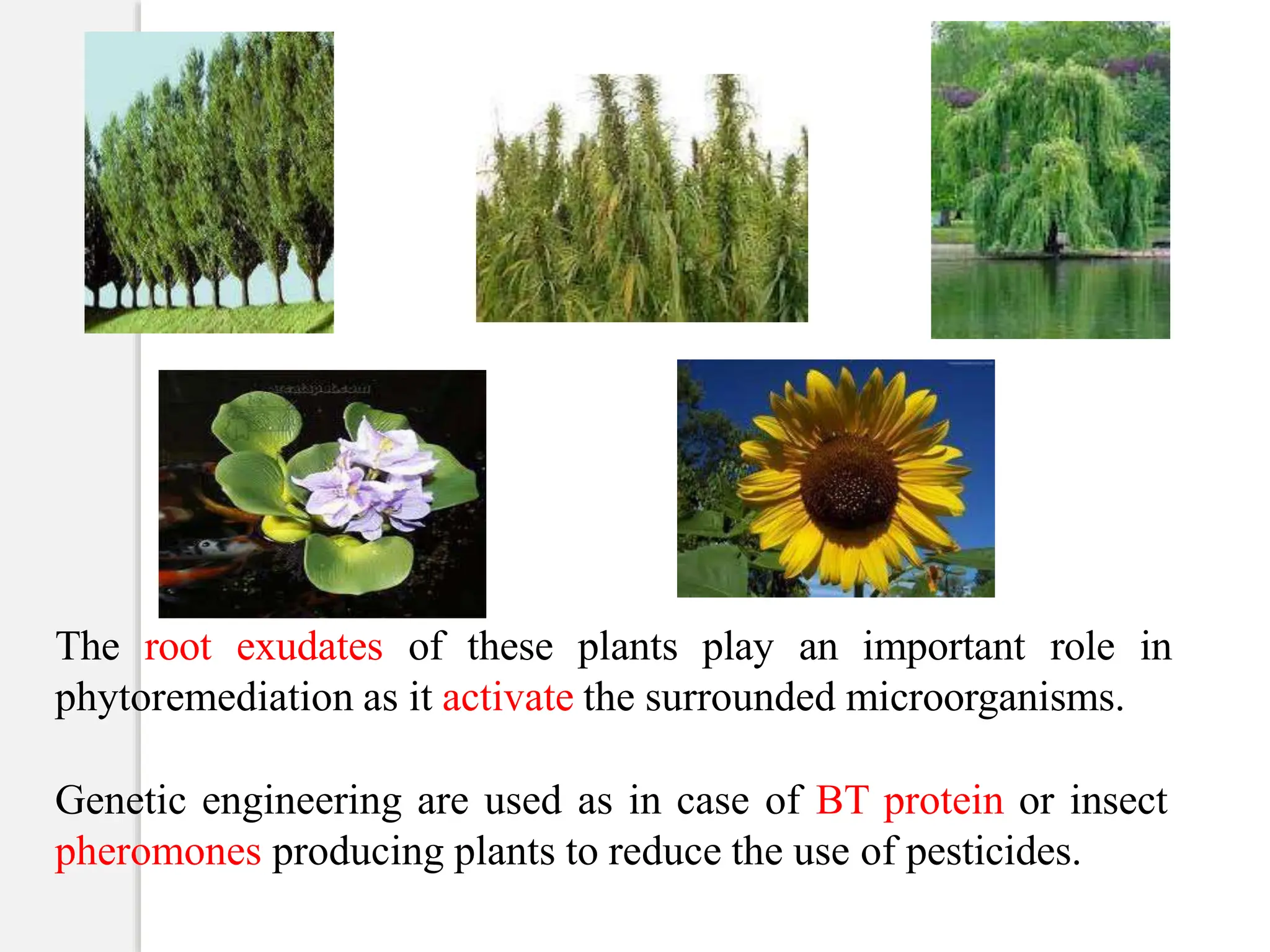 bioremediation_microbial remediationppt.pptx | Indoor Environmental Quality | Home & Garden