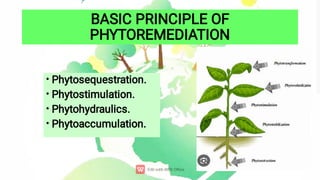 BIOREMEDIATION : Topic - Phytoremediation | PPT