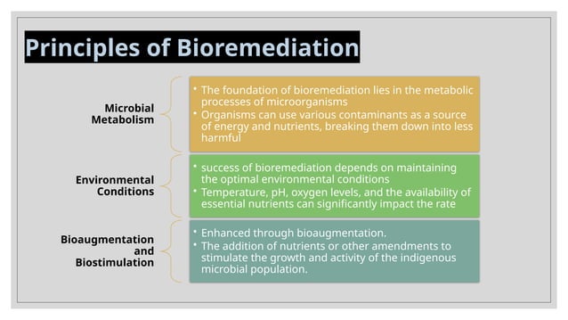Bioremediation Process / environmental science | PPTX