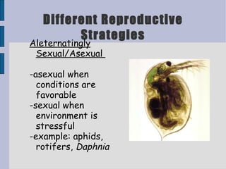 Non-Mammalian Reproduction | PPT