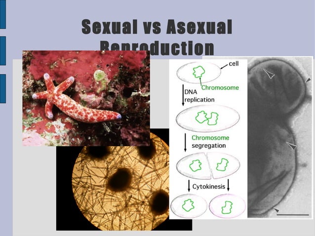 Non-Mammalian Reproduction | PPT | Free Download