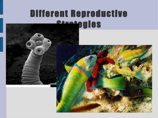 Non-Mammalian Reproduction | PPT