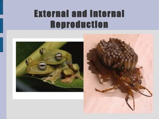 Non-Mammalian Reproduction | PPT