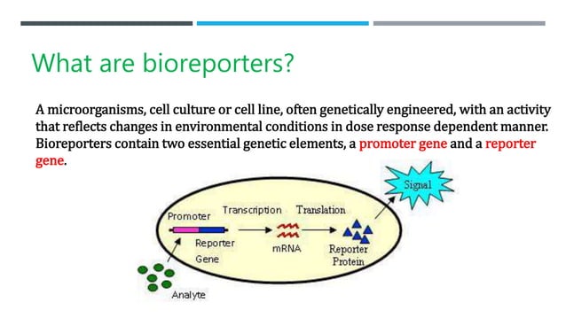 Bioreporters | PPTX | Biotech and Biomedical Industry | Industries