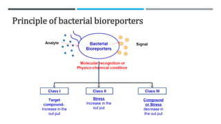 Bioreporters | PPTX
