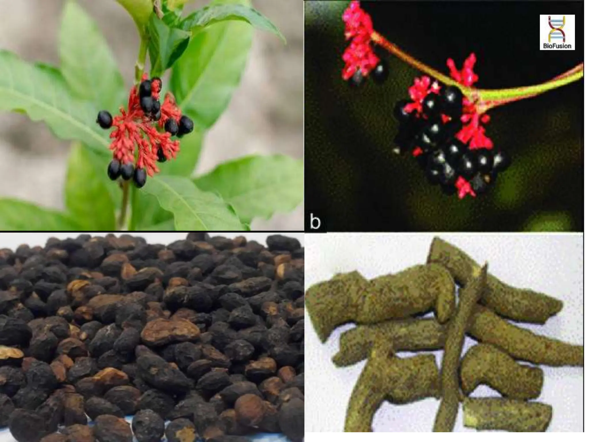 BIORESOURCES OF ASSAM CLASS 12 BIOLOGY.pptx