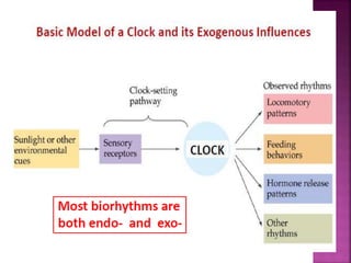 Bioritme | PPTX
