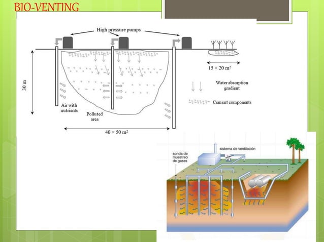 Bioremediation, principle and types | PPTX | Gardening | Home & Garden