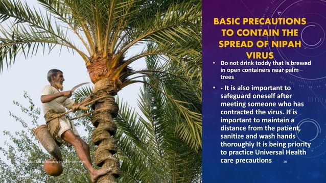 Human safety DEALING WITH NIPAH INFECTIONS | PPT
