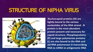 Human safety DEALING WITH NIPAH INFECTIONS | PPT
