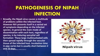Human safety DEALING WITH NIPAH INFECTIONS | PPT