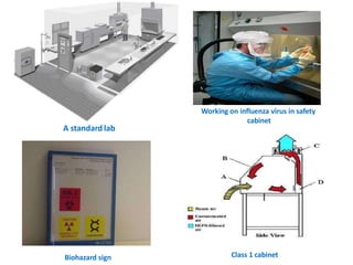 Biosafety Levels | PPTX