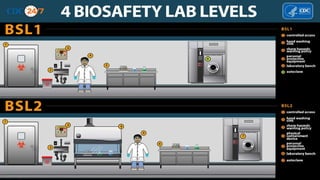 Bio safety level 2 laboratorium kesehatan | PPTX