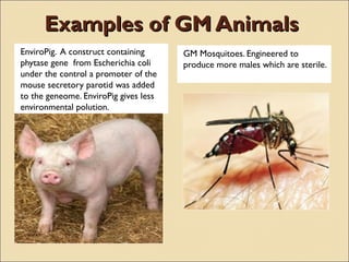 Biosafety of gmos and the role of entomologists | PPT
