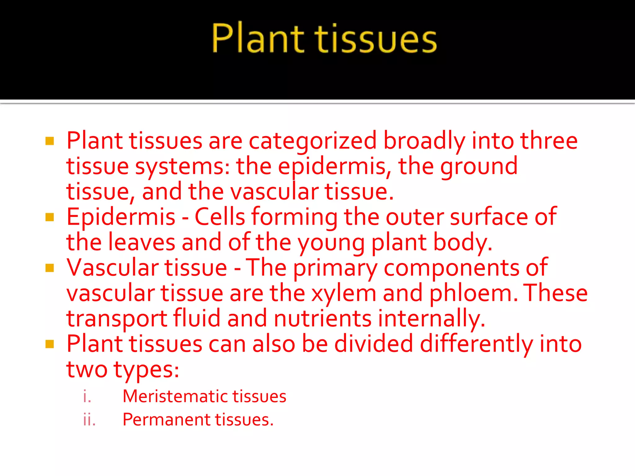 Plant Tissues | PPTX