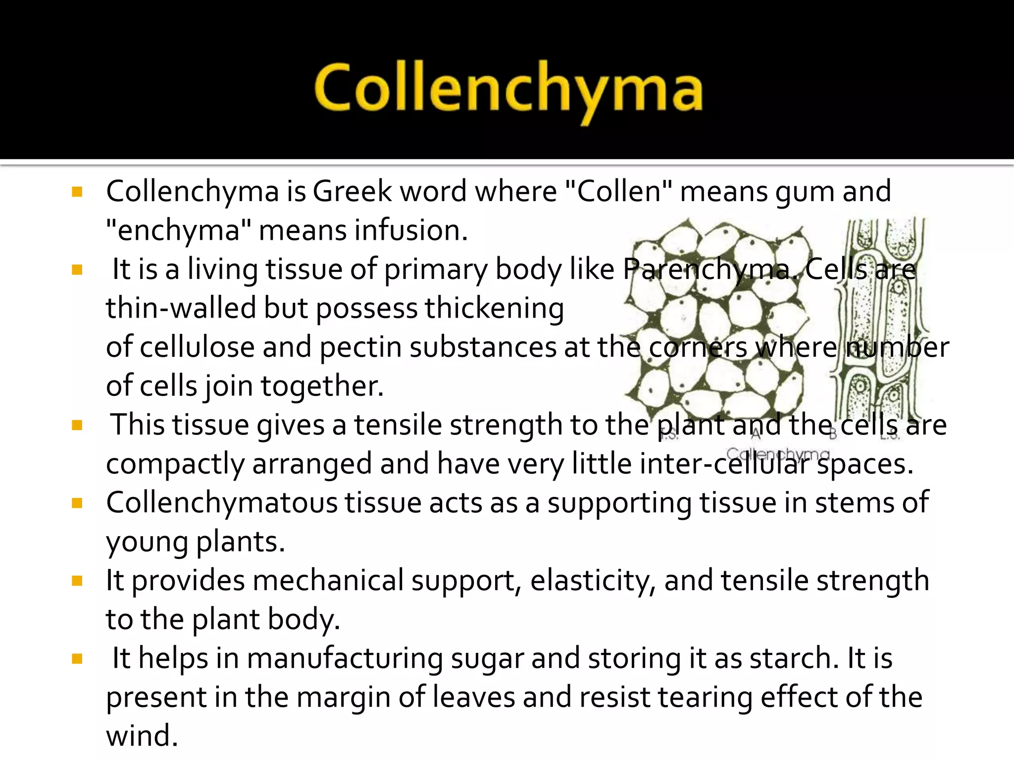 Plant Tissues | PPTX