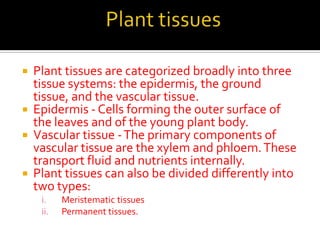Plant Tissues | PPTX