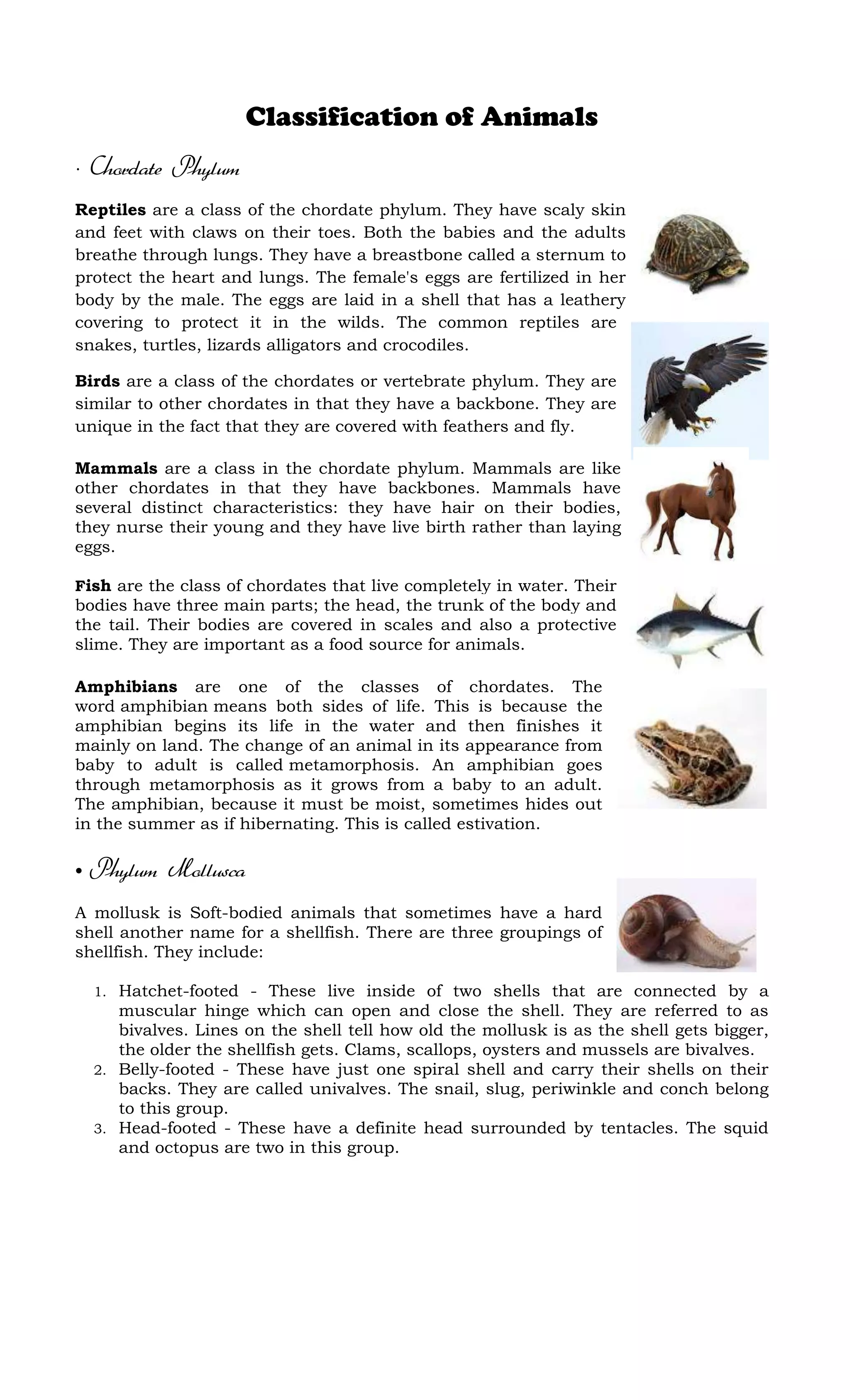 Classification of Plants and Animals | DOCX