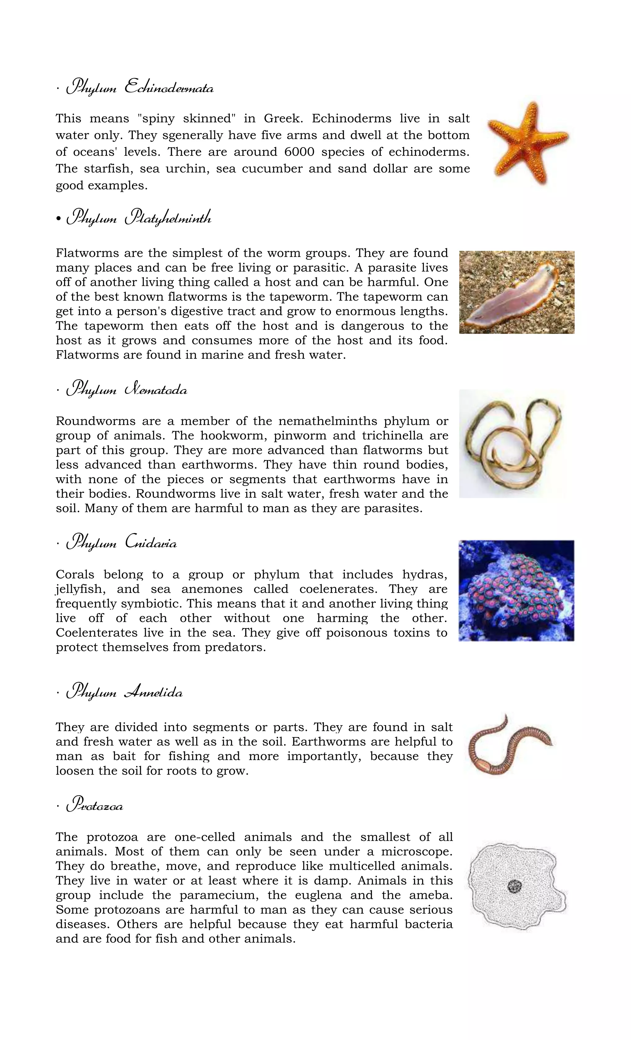 Classification of Plants and Animals | DOCX
