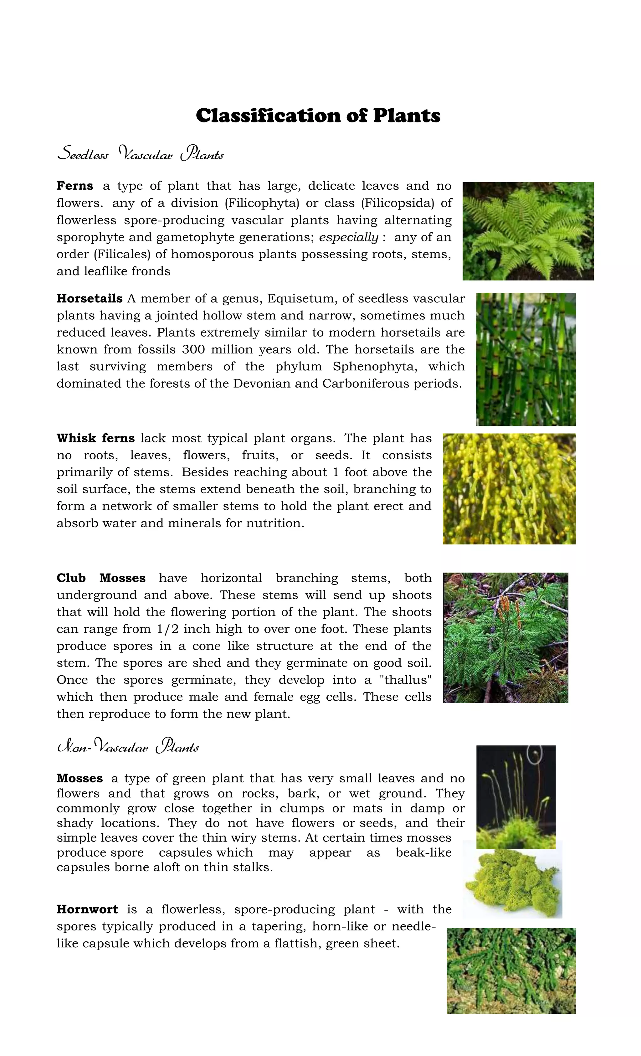 Classification of Plants and Animals | DOCX