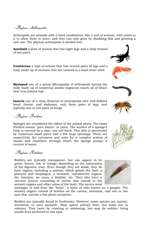 Classification of Plants and Animals | DOCX