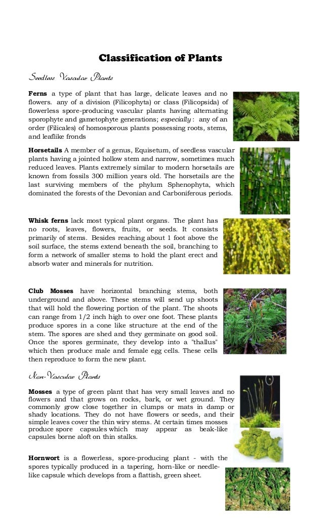 Classification of Plants and Animals