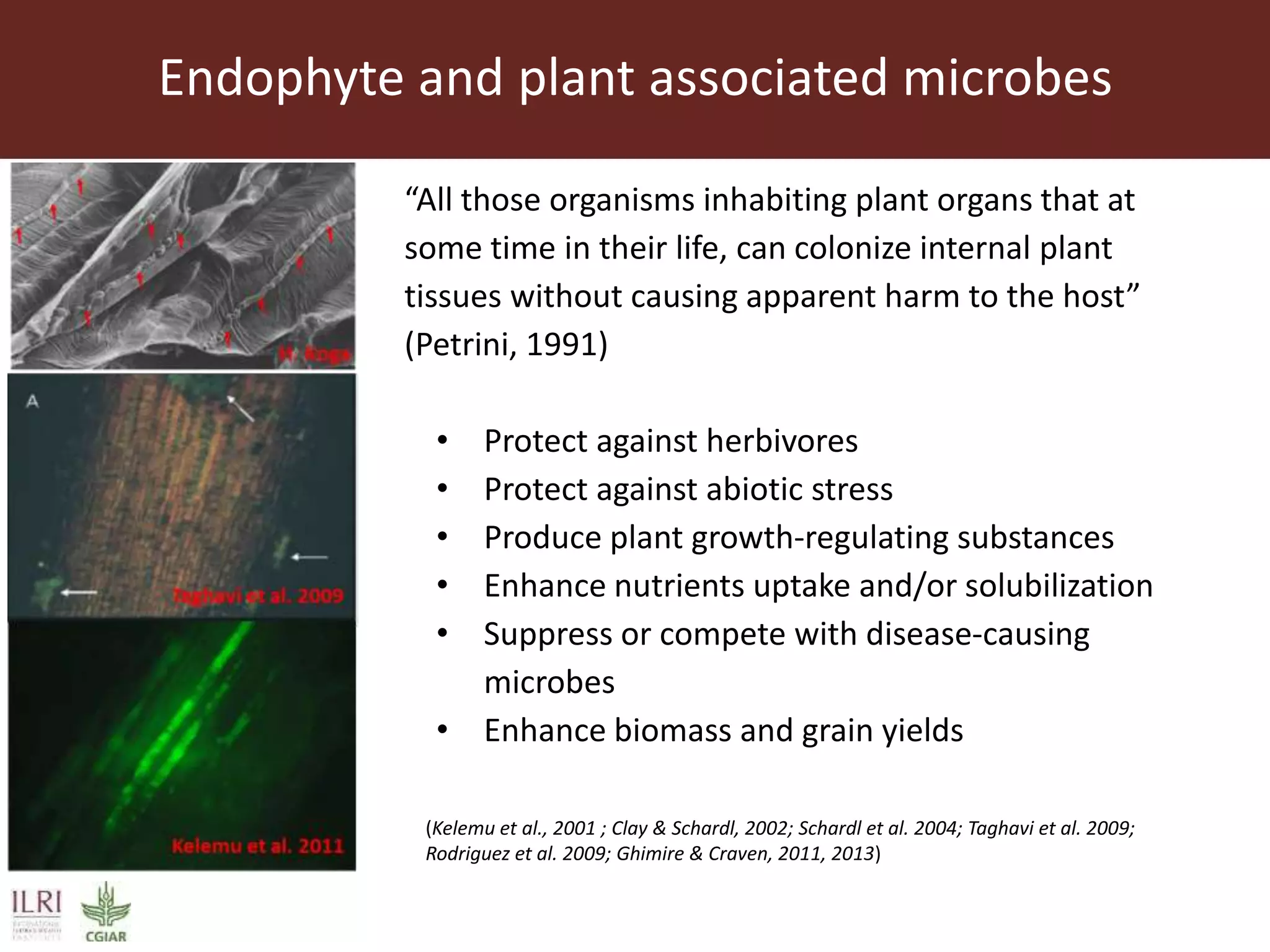 Endophytic microbes to enhance Brachiaria productivity in semi-arid ...