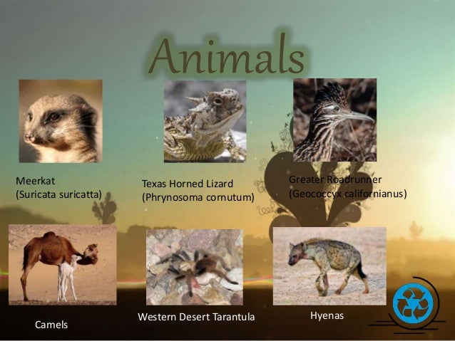 Desert Biome Animals And Plants Adaptations