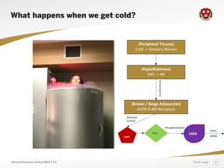 Fat cells directly sense temperature to activate thermogenesis | PPT