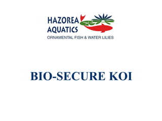 Biosecure Koi Presentation | PPS
