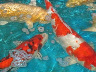 Biosecure Koi Presentation | PPS