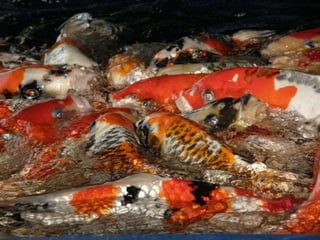 Biosecure Koi Presentation | PPS