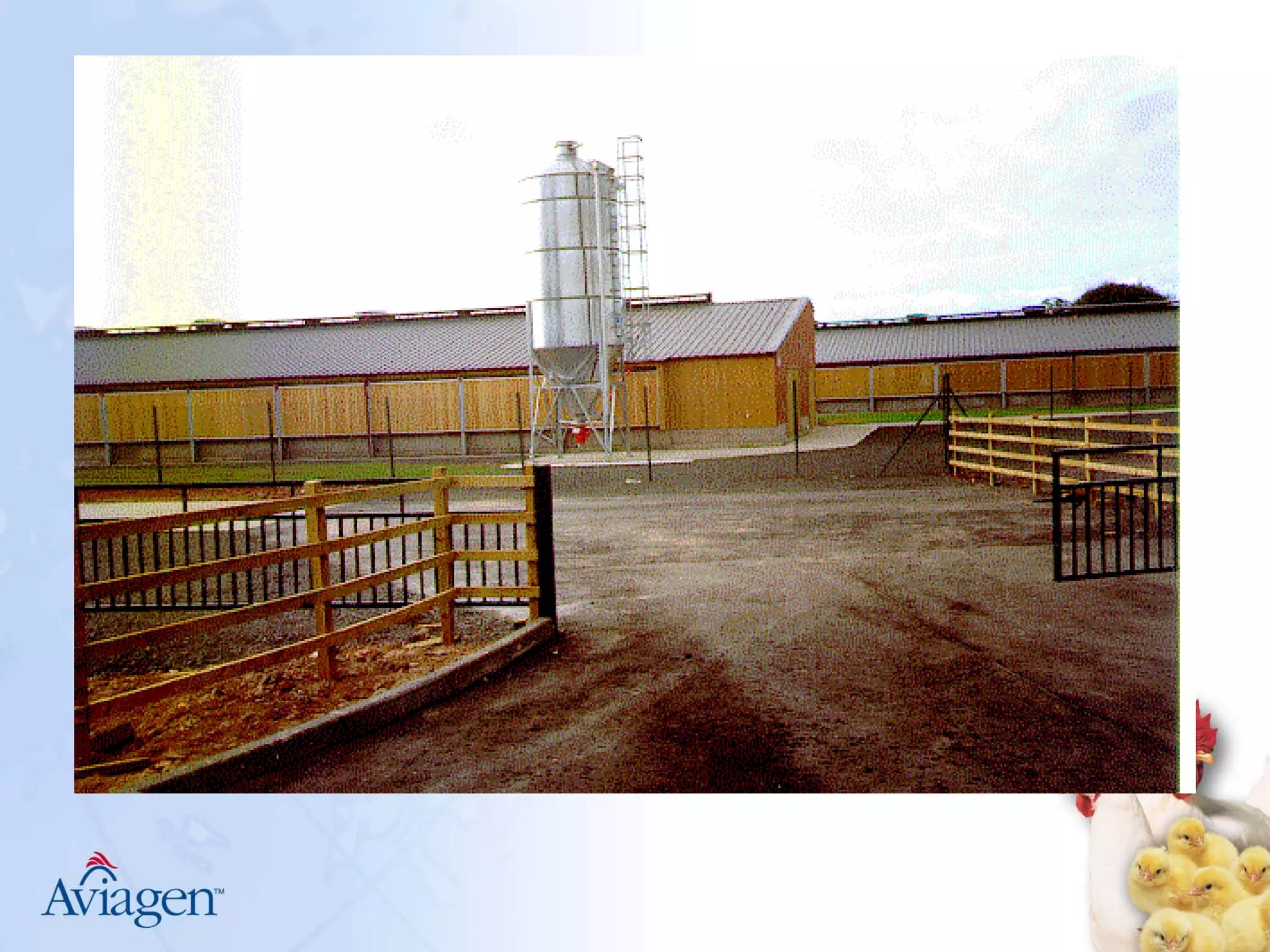 Biosecurity - A Foundational Principle To Poultry Primary Breeders | PDF