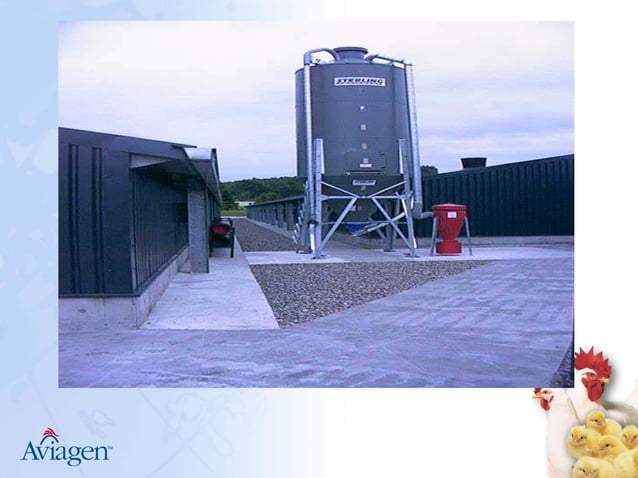 Biosecurity - A Foundational Principle To Poultry Primary Breeders ...