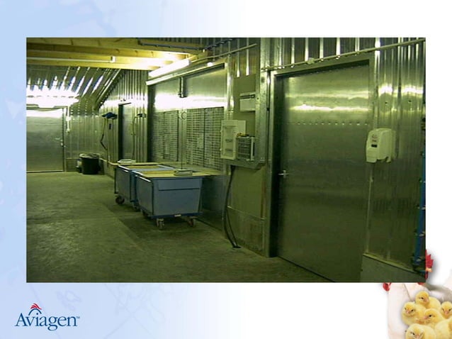 Biosecurity - A Foundational Principle To Poultry Primary Breeders ...