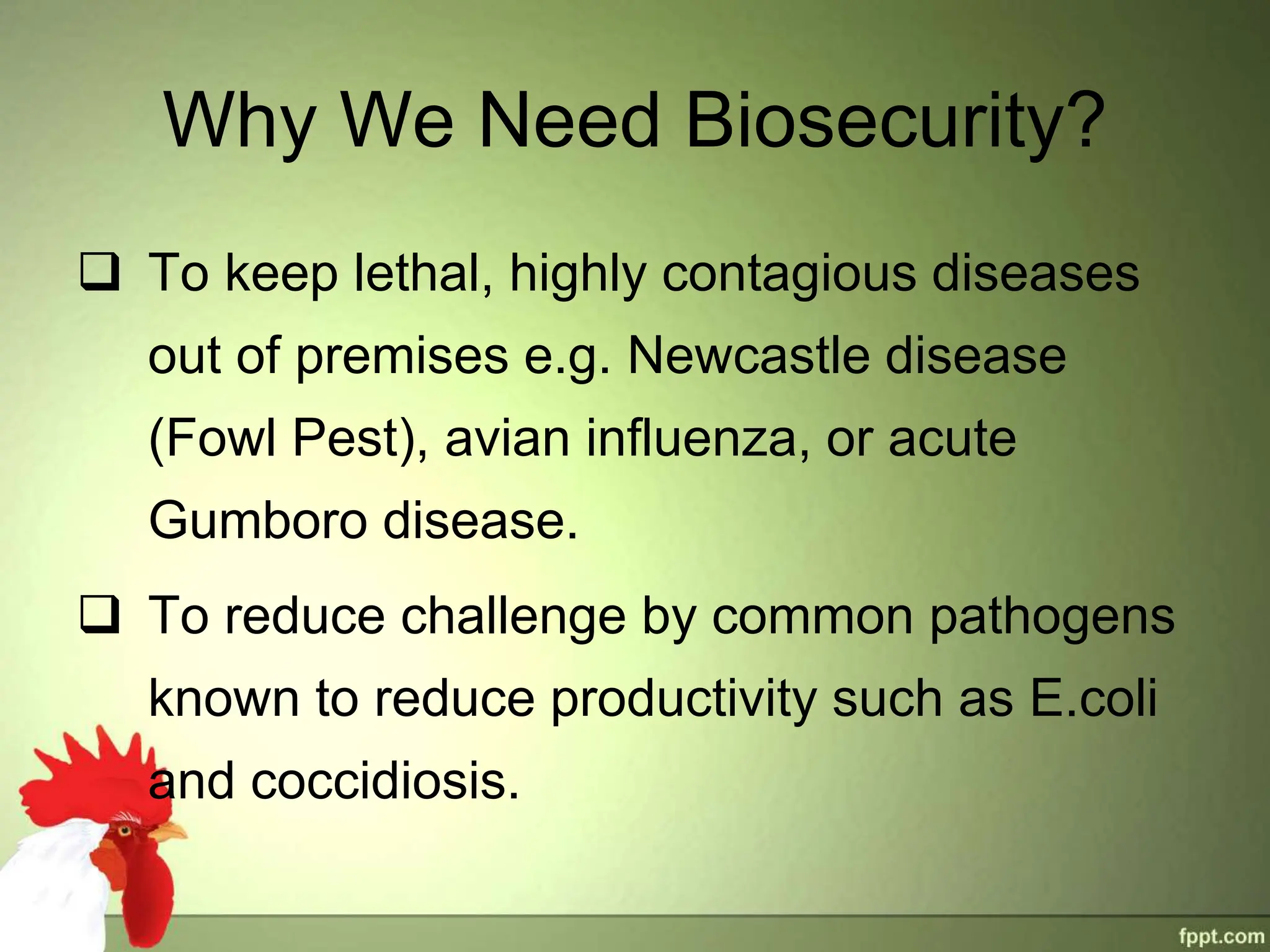 Biosecurity of a poultry farm.pptx