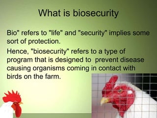 Biosecurity of a poultry farm.pptx