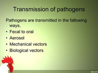 Biosecurity of a poultry farm.pptx